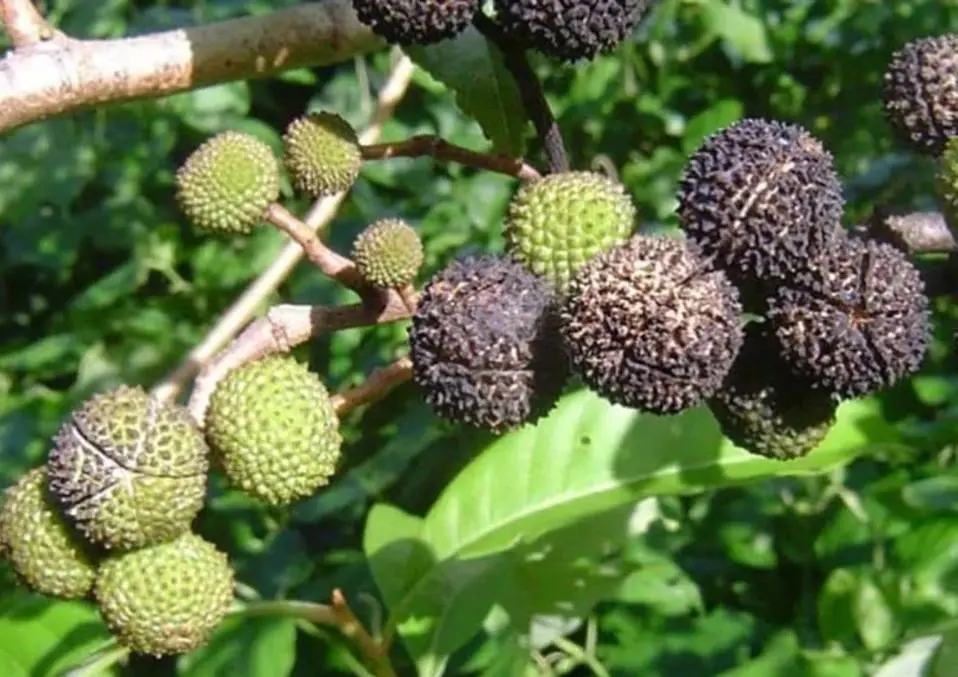 Kamba akã planta medicinal, propiedades, beneficios y uso