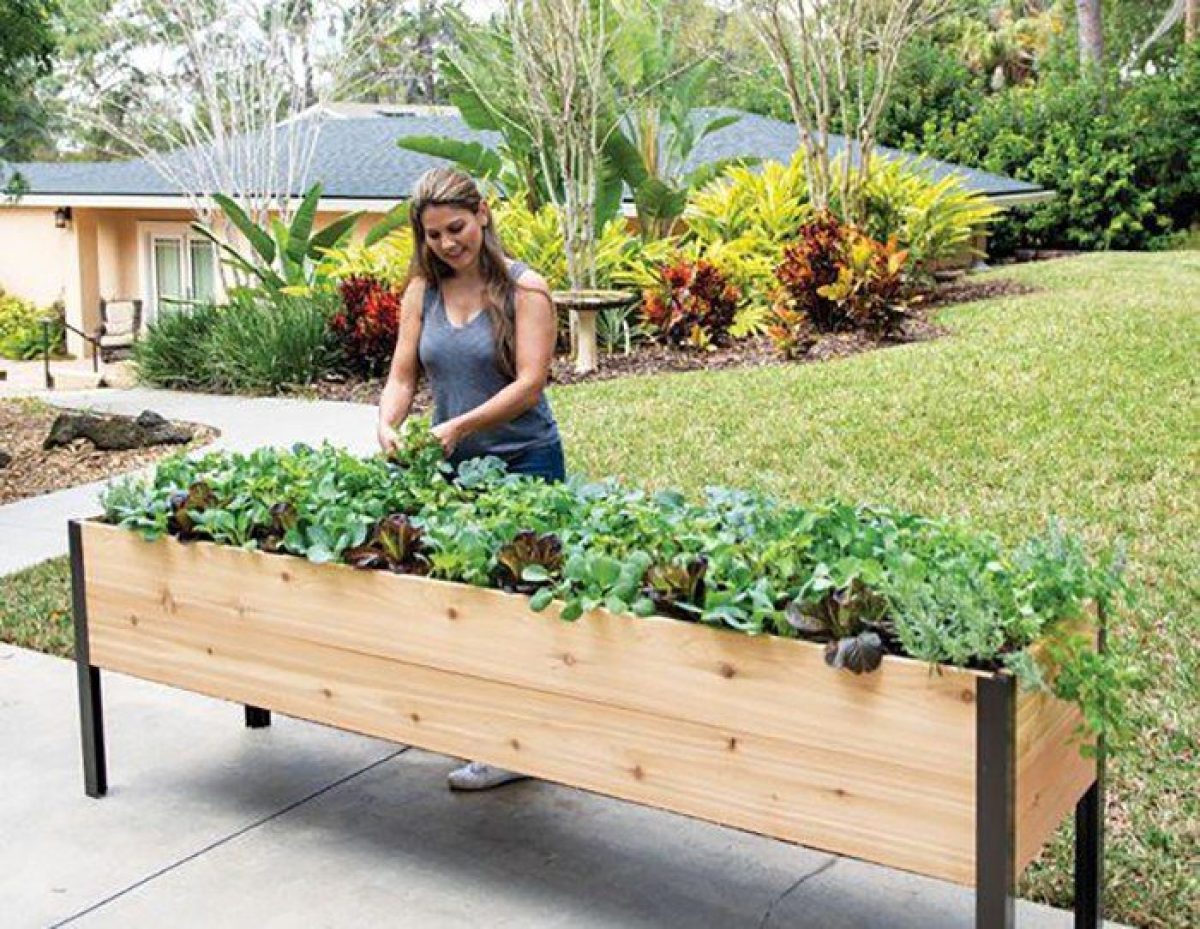 ? Huerta en casa: ⇨ Beneficios y Cuidados
