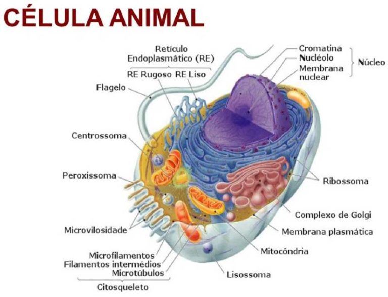 Célula Animal ? ️ Definición ️ Tamaño ️ Composición ️ Ejemplo