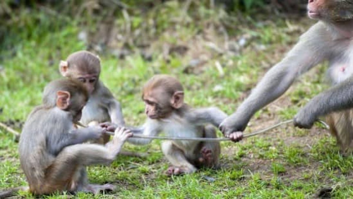 Así fue que los seres humanos perdieron su cola