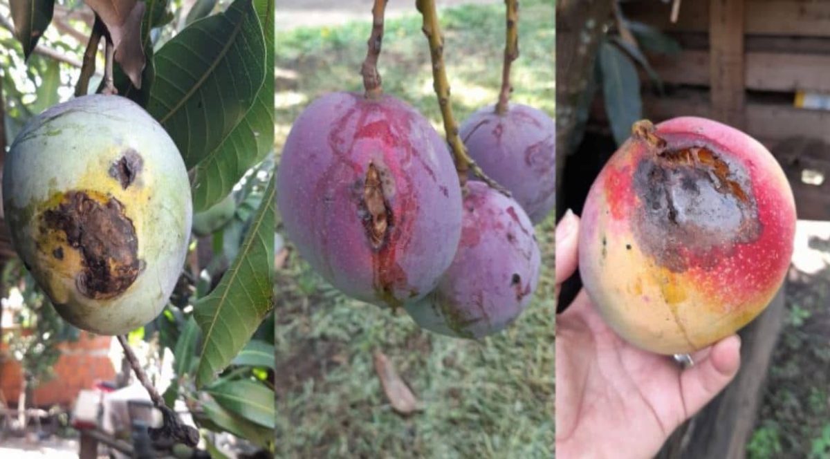 Video: Extraña enfermedad en los Mangos investigado en la actualidad