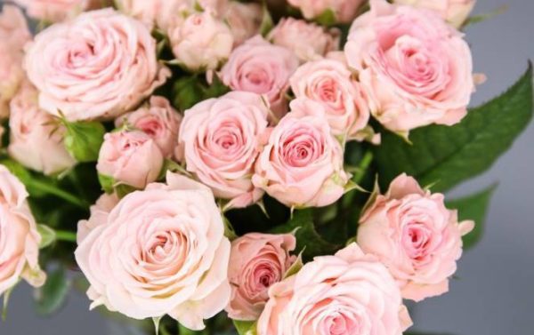 Rosa que significa ️ ¿Y qué simbolizan los colores?