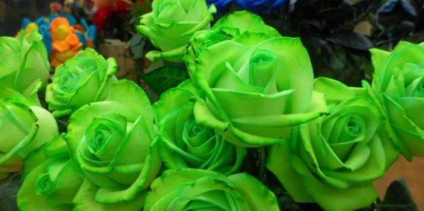 Rosa que significa ️ ¿Y qué simbolizan los colores?