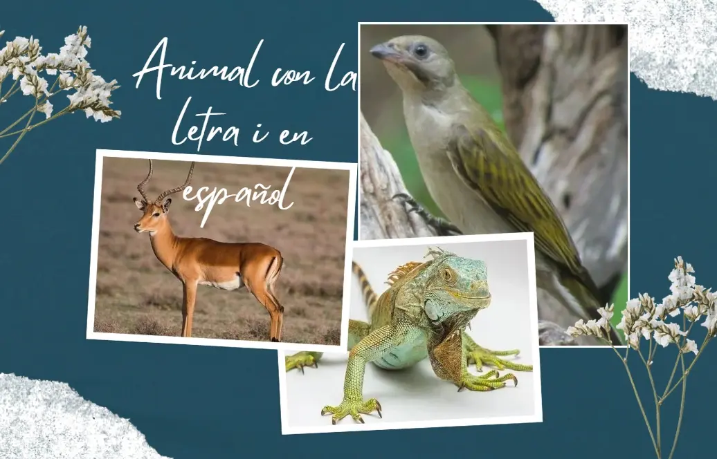 Animal con i ️ ( ˘v˘ ) Lista completa de Animales con i