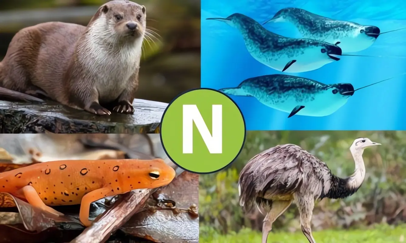 ¿Estás buscando Animal con n? ️ Lista completa de Animales con n