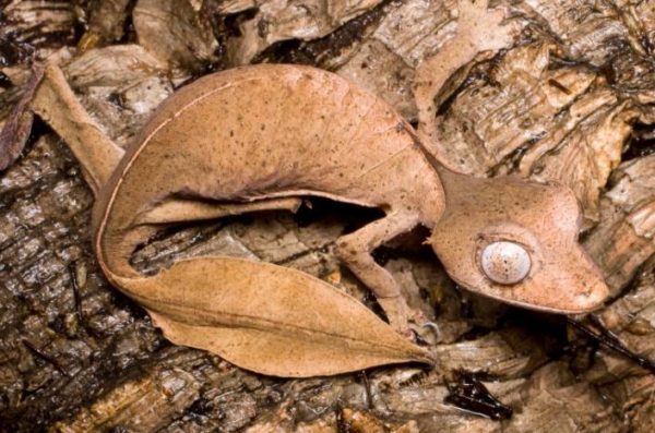 Animal con u ️ ( ˘v˘ ) Lista completa de Animales con u en español