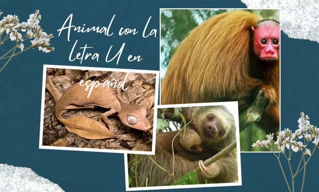 Animal con u ️ ( ˘v˘ ) Lista completa de Animales con u en español