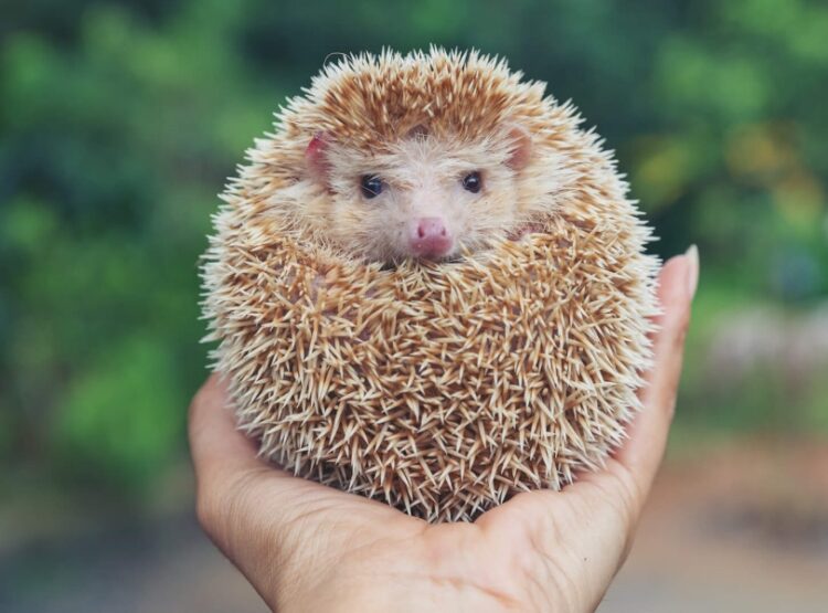 ¿Estás buscando animal con la letra e? Lista completa de Animales con e