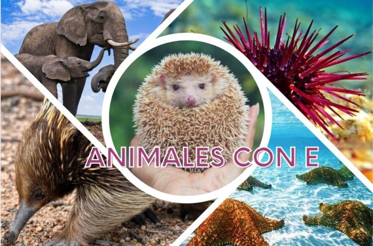 ¿Estás buscando animal con la letra e? Lista completa de Animales con e
