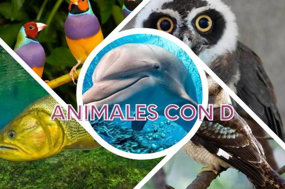 Animal con la letra d ️ Animales que empiecen con la letra D en español
