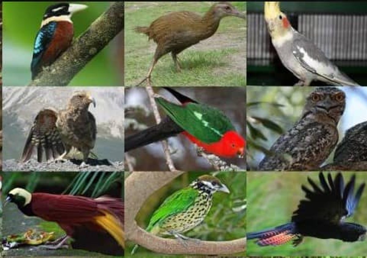 Animales Aéreos ¿Qué son? Caracteristicas y Adaptaciones ☜ ( ͡ ͜ʖ ͡ )