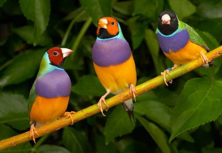 Animal con la letra d ️ Animales que empiecen con la letra D en español