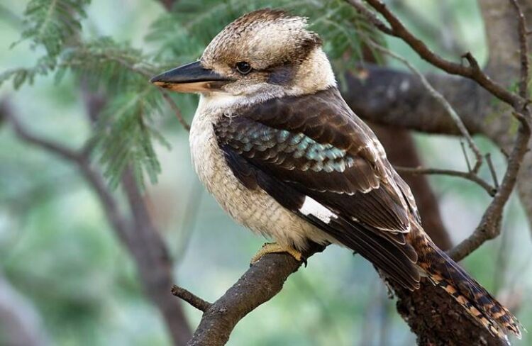 Animal con la letra d ️ Animales que empiecen con la letra D en español