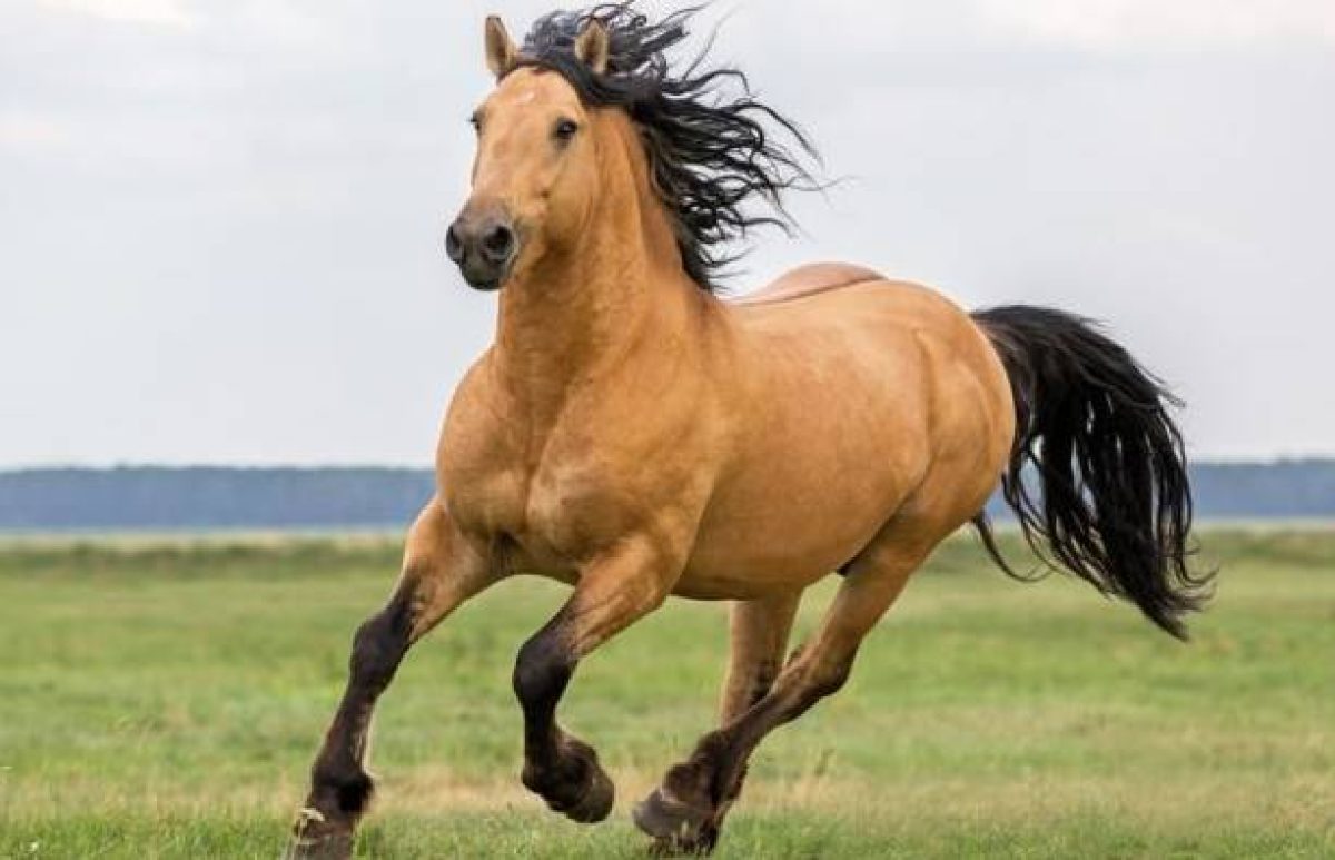 Dieta del Caballo 🥇 Consejos para una Alimentación Saludable