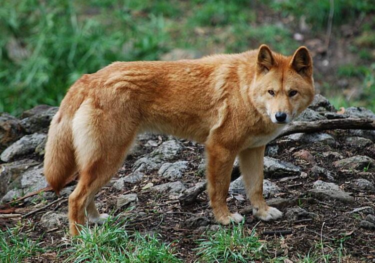 Animal con la letra d ️ Animales que empiecen con la letra D en español