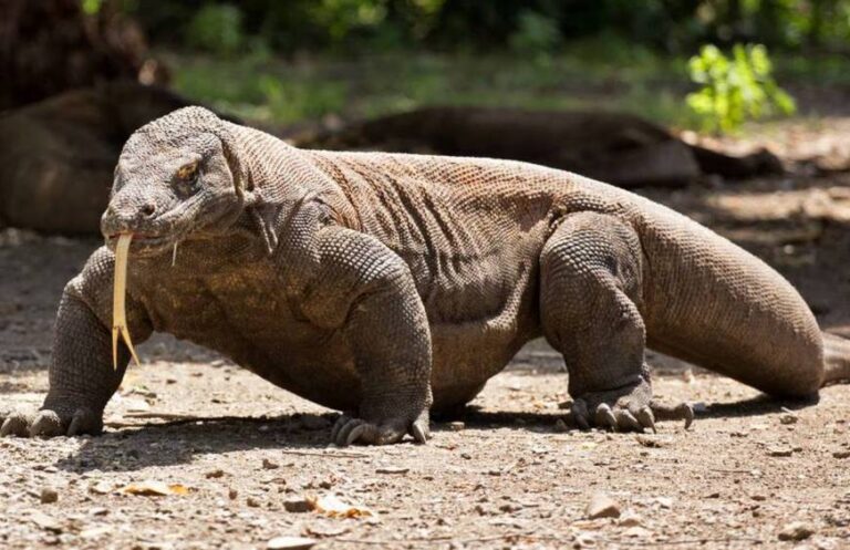 Animal con la letra d ️ Animales que empiecen con la letra D en español