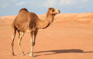 Animal con la letra d ️ Animales que empiecen con la letra D en español