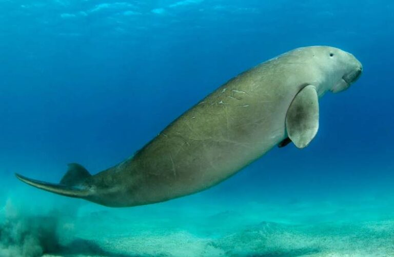 Animal con la letra d ️ Animales que empiecen con la letra D en español