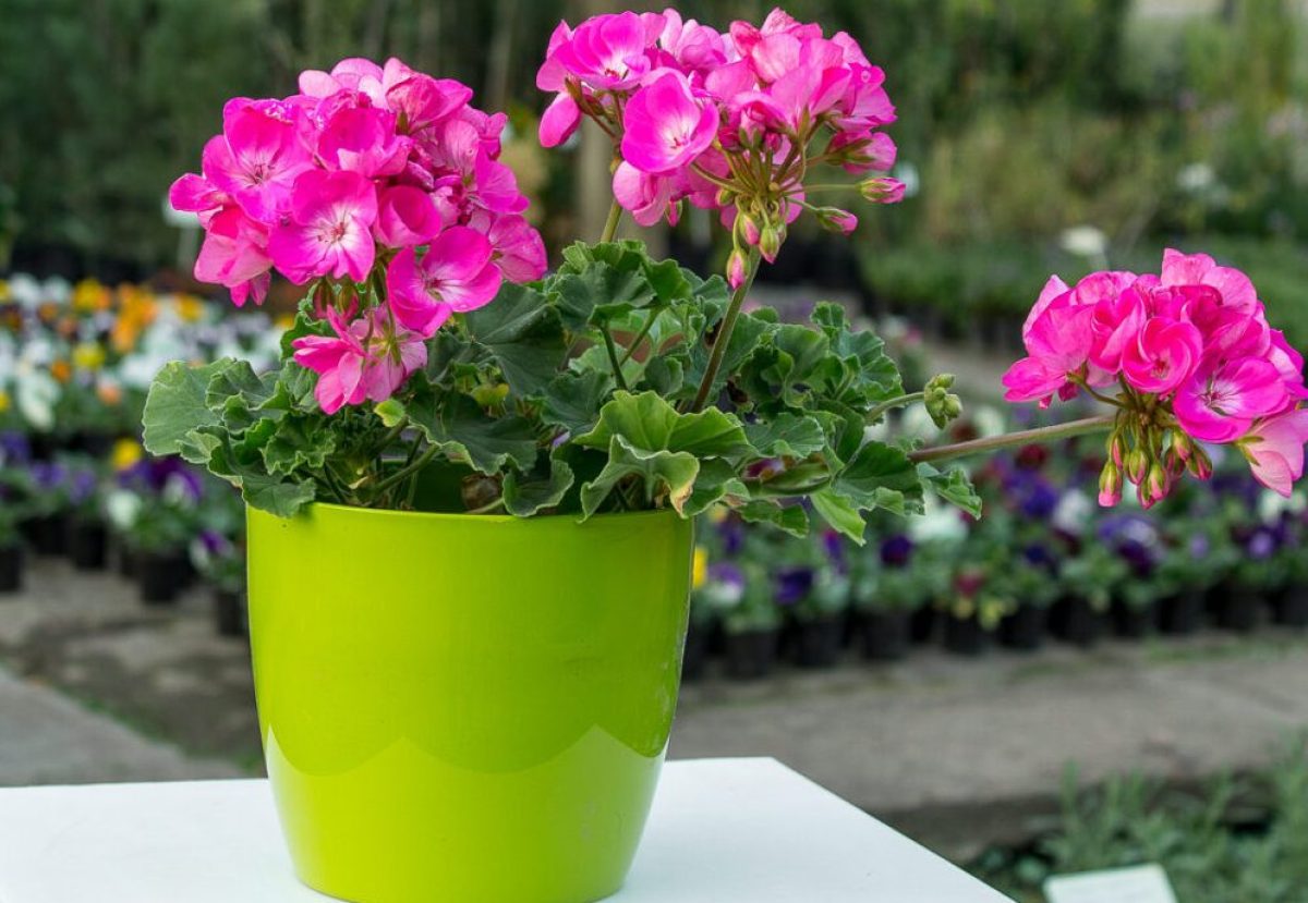 La planta del malvón ️ Características, flores, crecimiento y reproducción