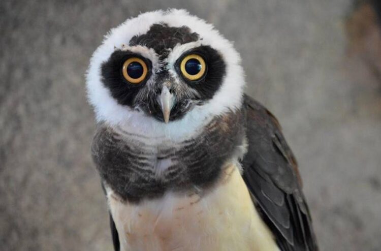 Animal con la letra d ️ Animales que empiecen con la letra D en español