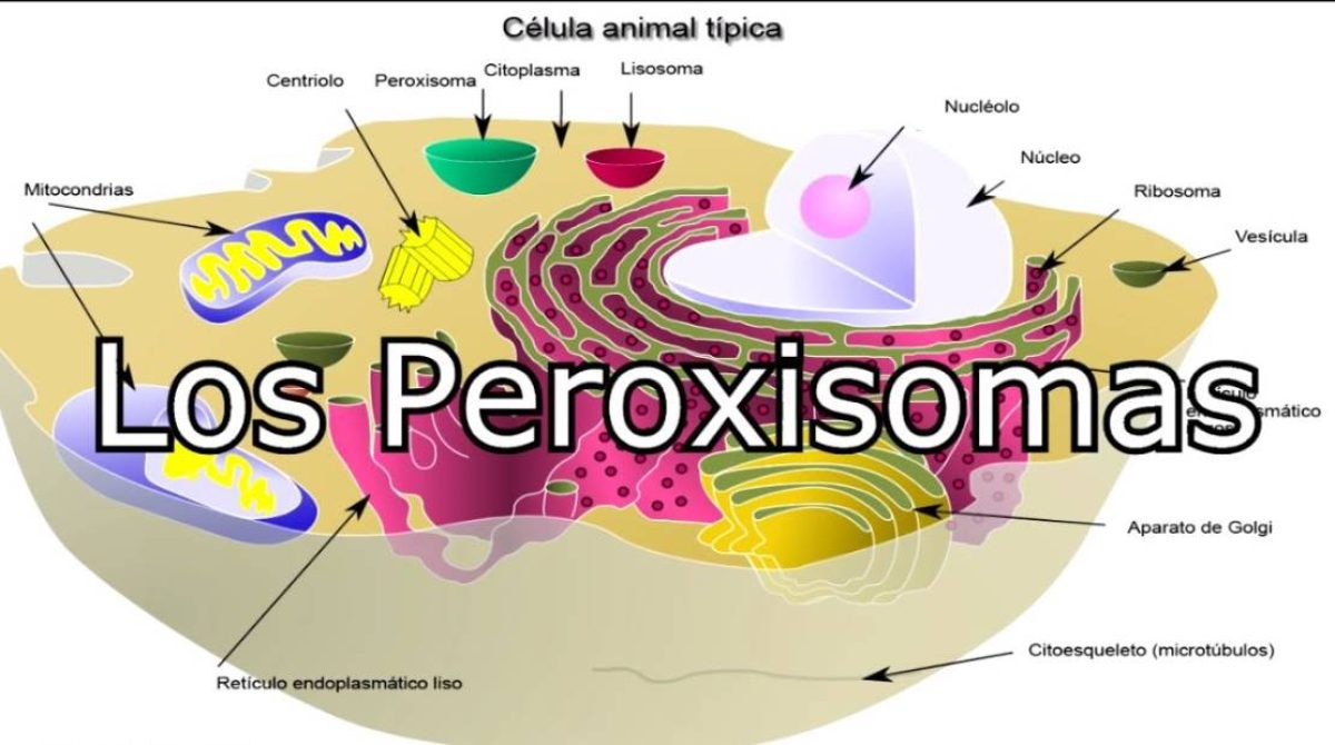 Peroxisomas en célula animal y vegetal ️ Funciones y Características