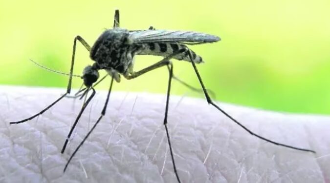 Alerta en Paraguay por el virus de la Fiebre de Mayaro transmitido por ...
