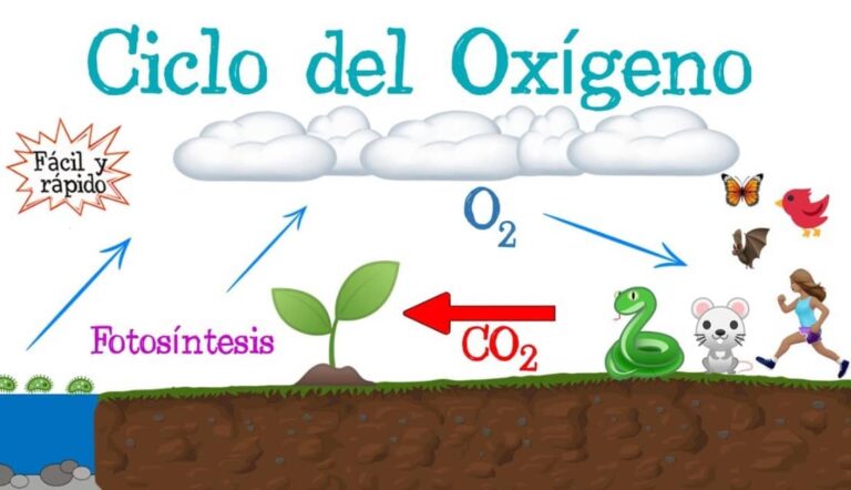 Ciclo Biogeoquimico del oxígeno ️ Etapas, Importancia, fases