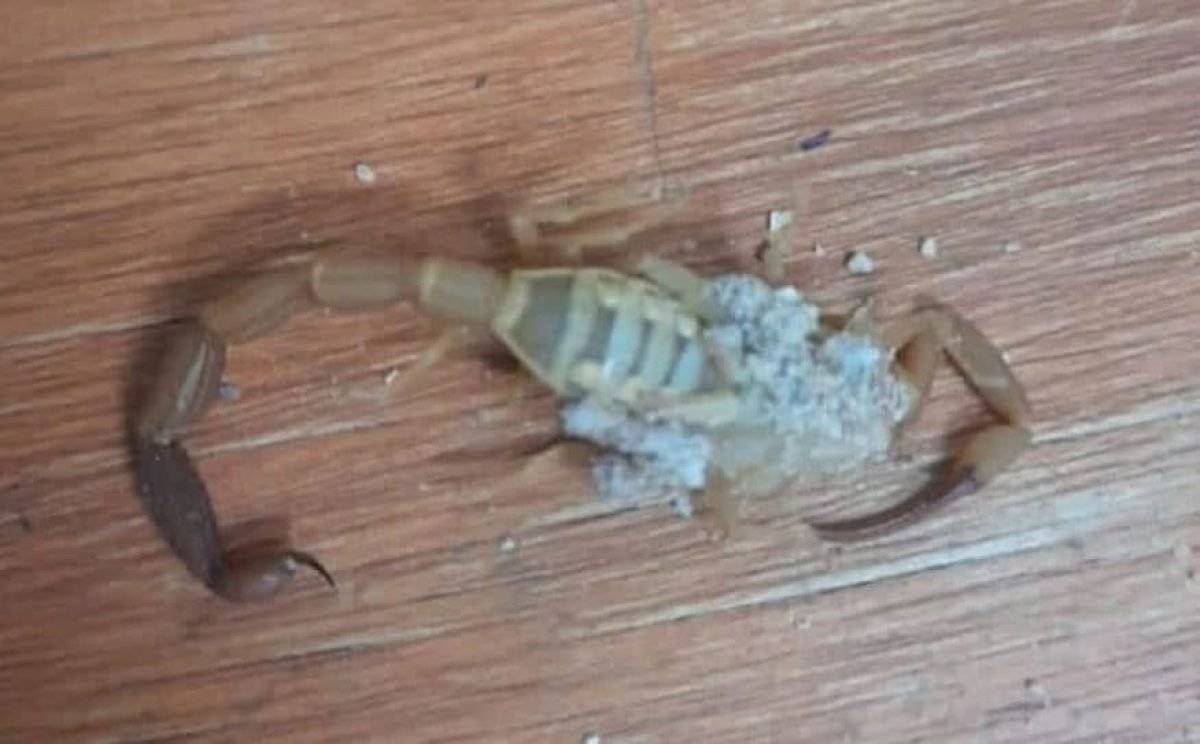 Bebé de 1 mes Hospitalizado por Picadura de Alacrán