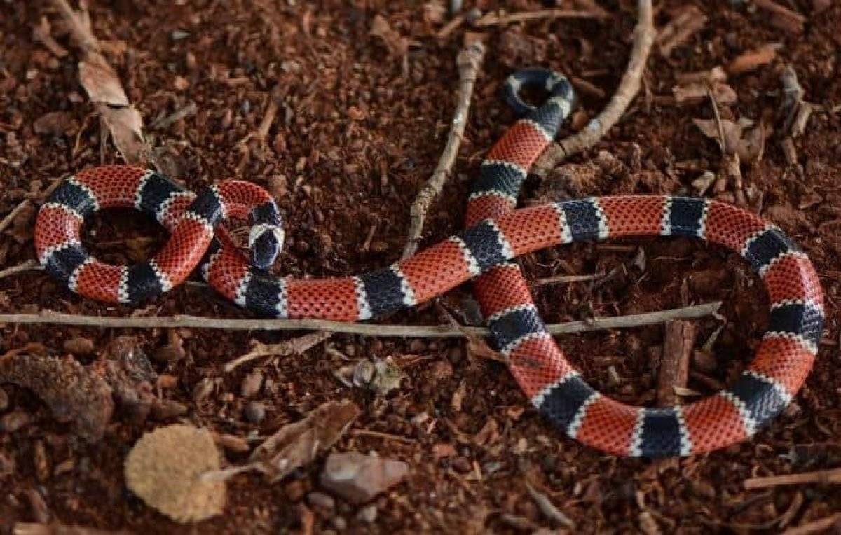 Joven fue mordido por una Coral Roja Venenosa 🚑🐍