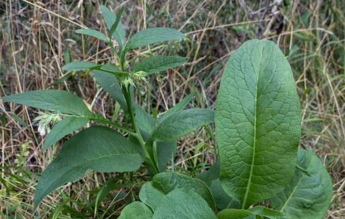 Lengua de Vaca ️ Características ️ Beneficios ️ Toxicidad