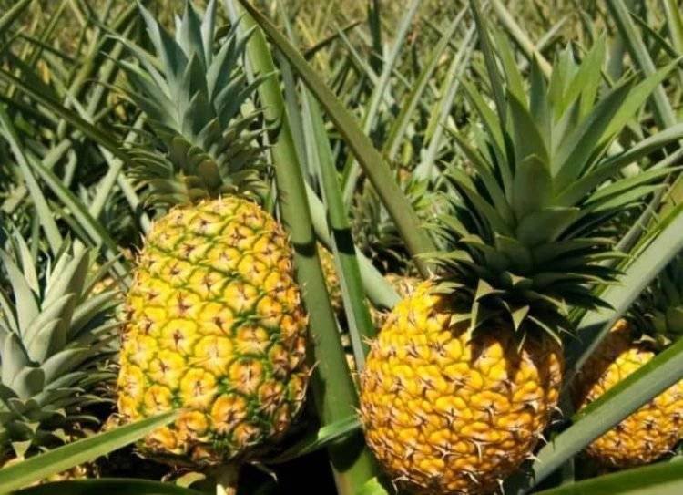 Planta de Piña ️ ¿Cómo Cultivarlo? ️ Beneficios ️ Té