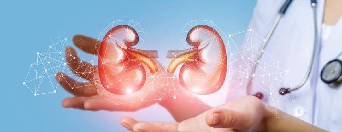 ¿Qué es NEFROLOGÍA? 👉 Riñones, enfermedades y prevención