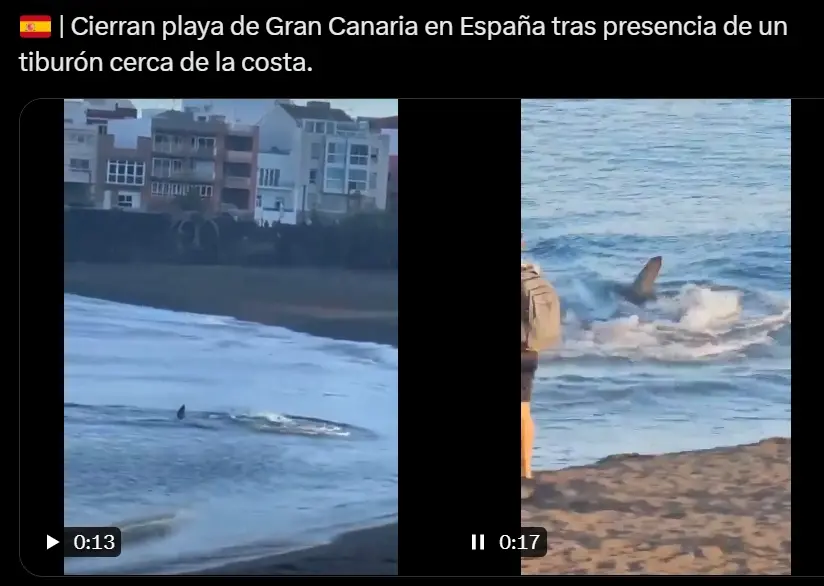 Video: Terror! Tiburón de 2 metros aparece cerca de la gente